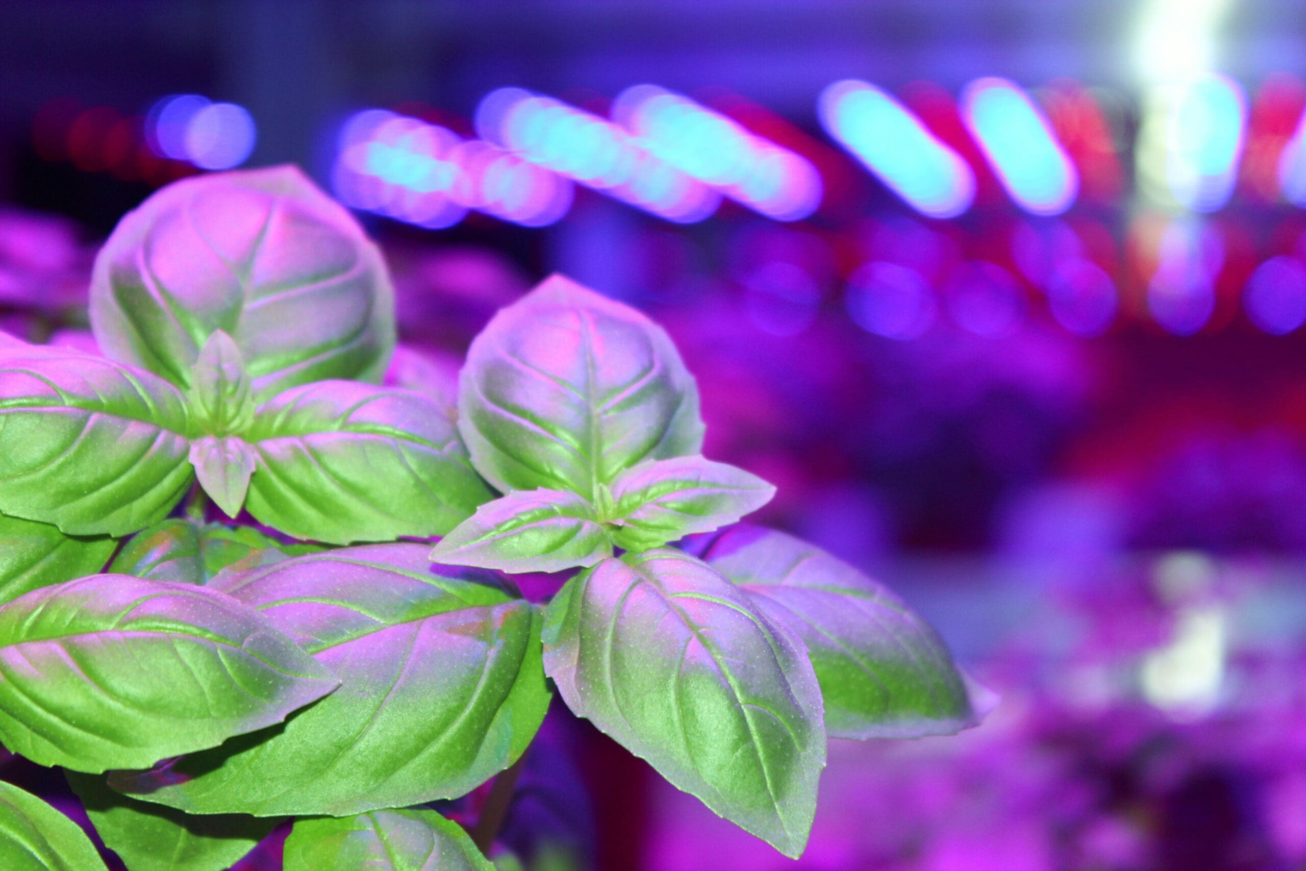 Vertical Farming Development Centre | UK Agri-Tech Centre