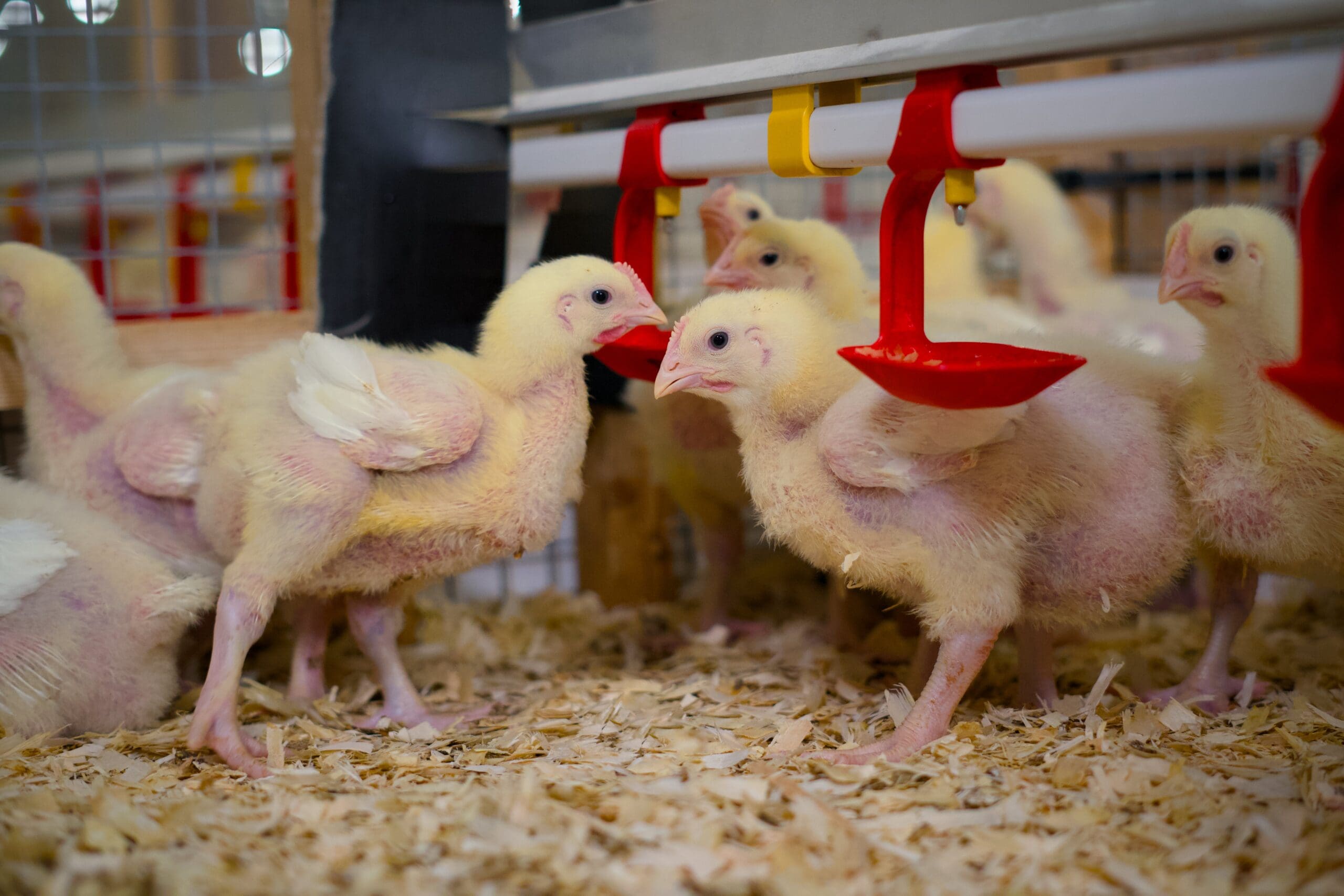 Allermuir Avian Facility | UK Agri-Tech Centre