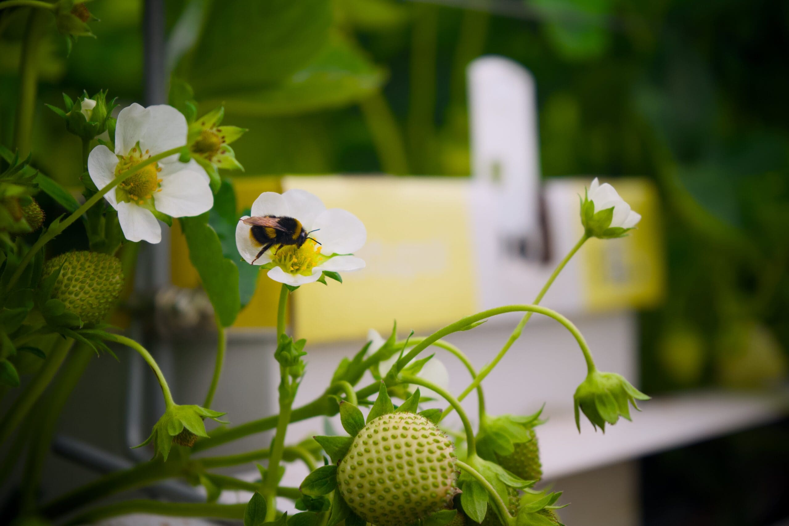 Supporting robotics and AI for smarter strawberry pollination | UK Agri ...