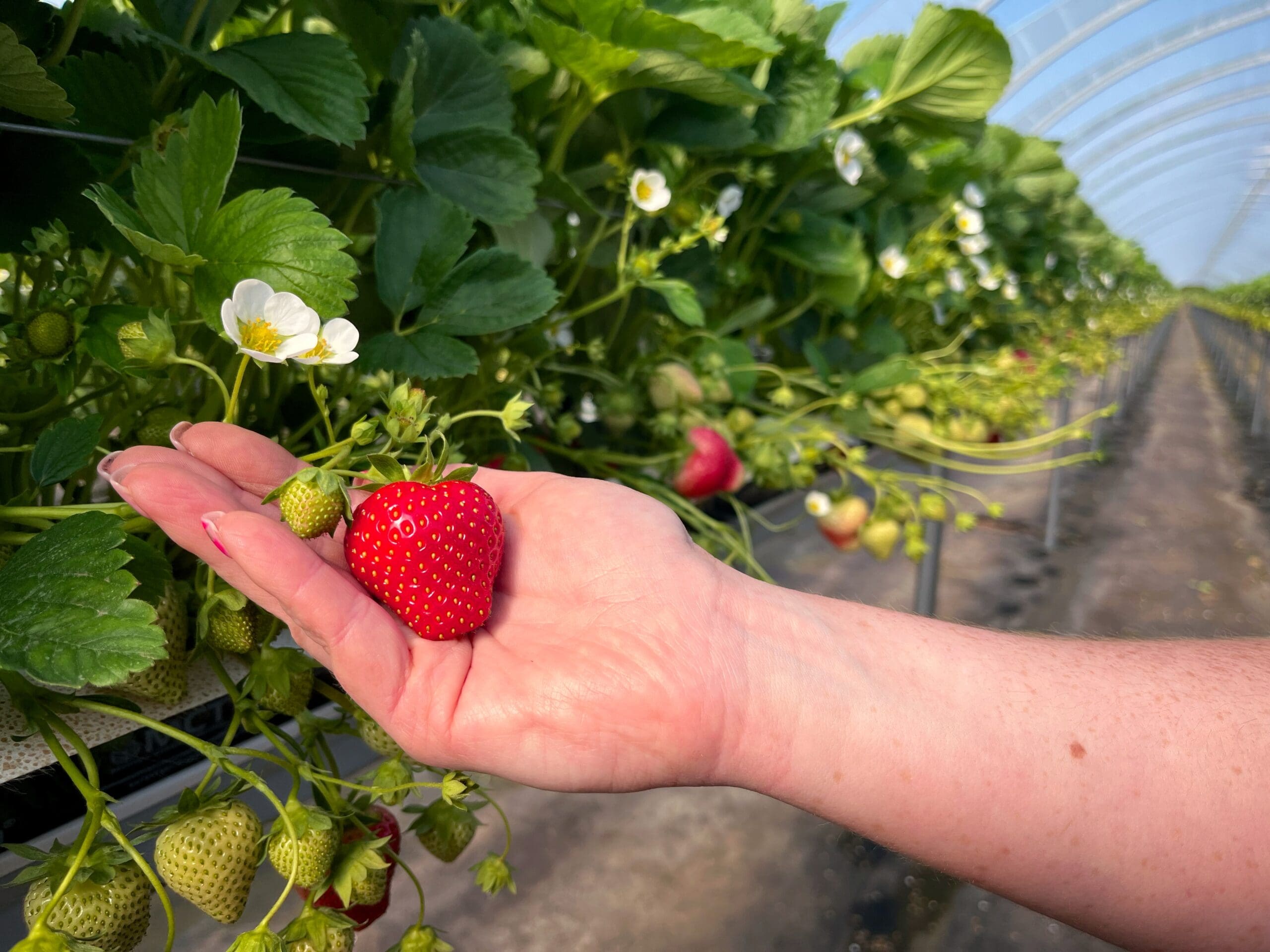 Precision Pollination for Higher Strawberry Productivity and Quality ...