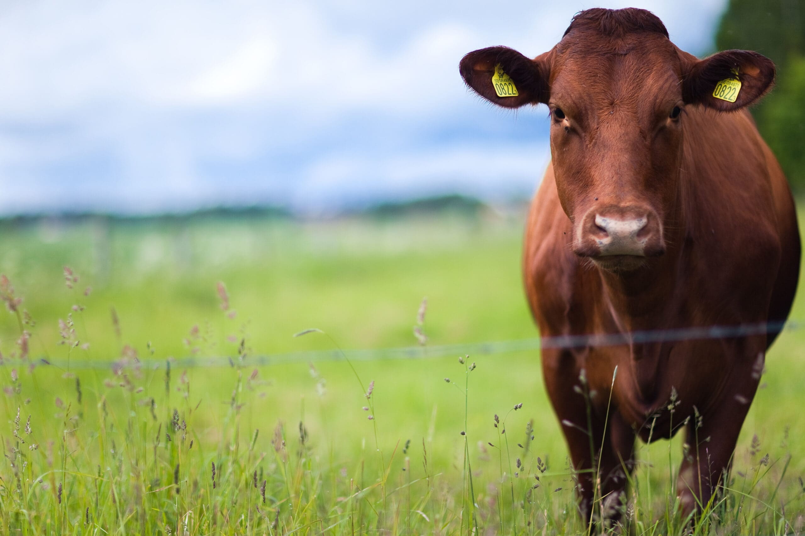 Great British Beef Week | UK Agri-Tech Centre