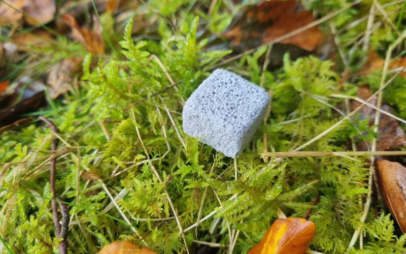 Fungi-powered forestry restoration: Rhizocore secures millions for tree ...